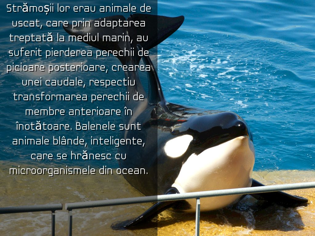 Principiile POO by Andrei Rotari