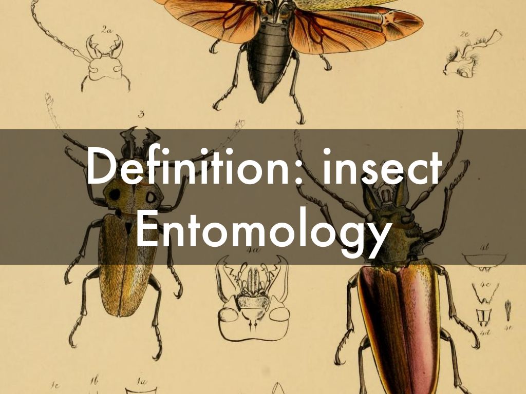 Unit 1 Flash Cards by Victoria Mcdonald
