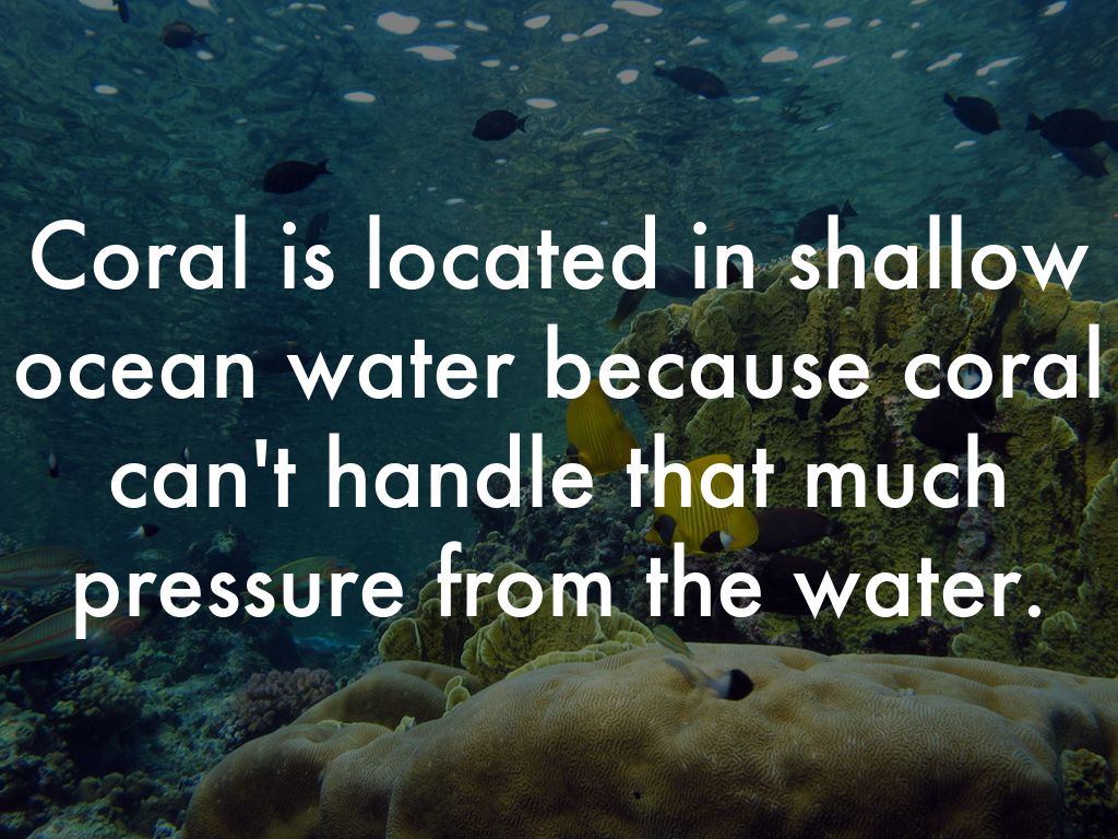 Coral Bleaching by 22olsonj