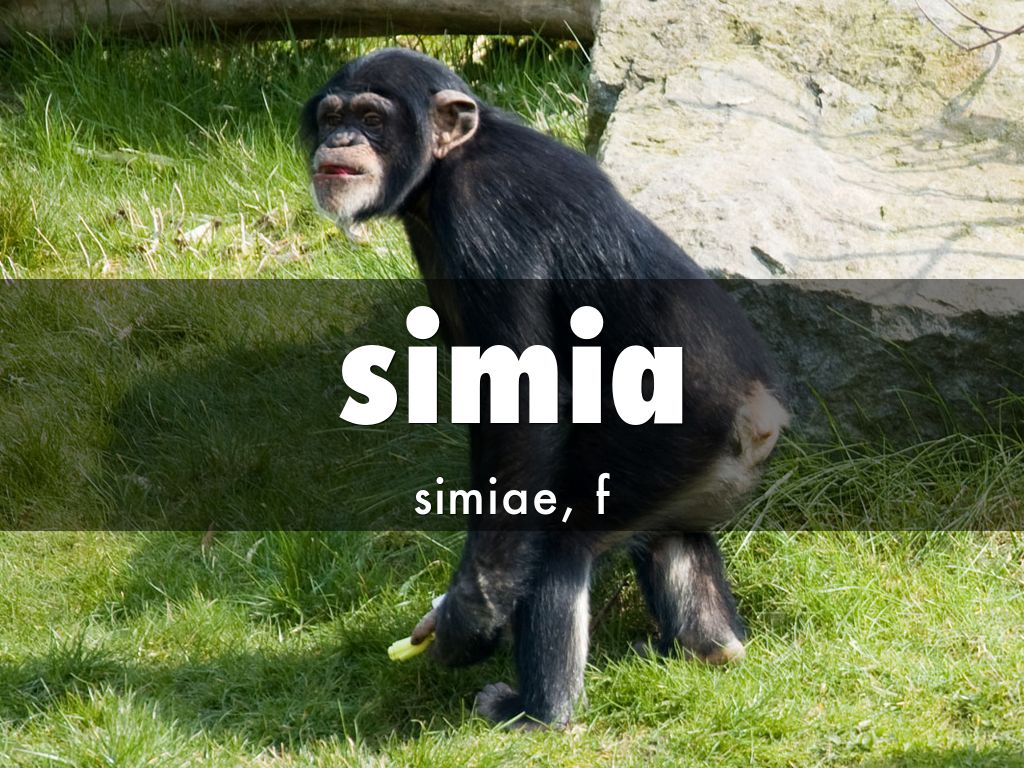 Animalia by Debra Baker-Schneider