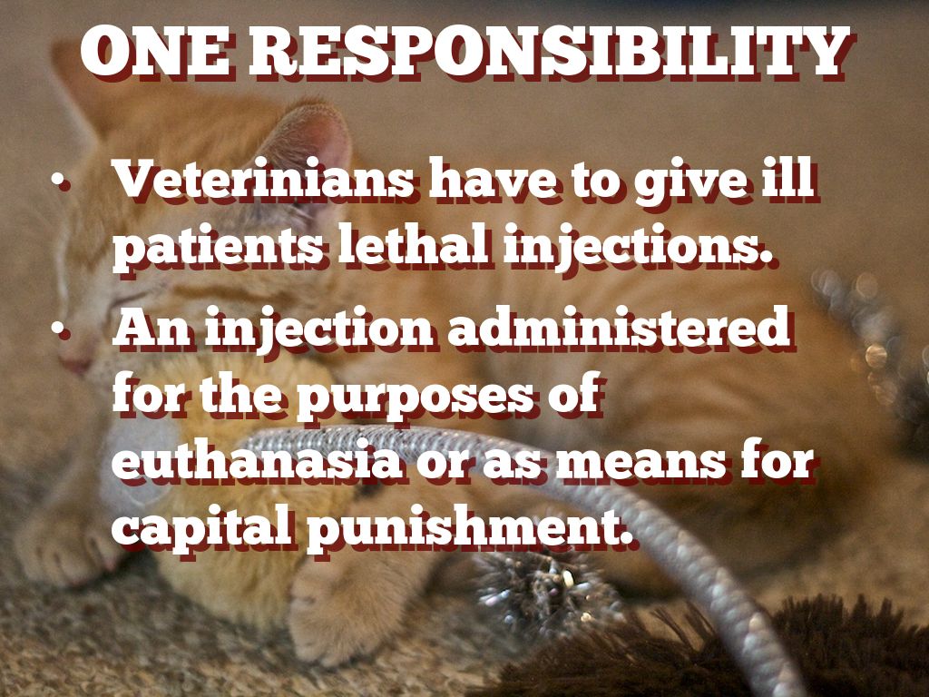 veterinians by Samantha Feduccia