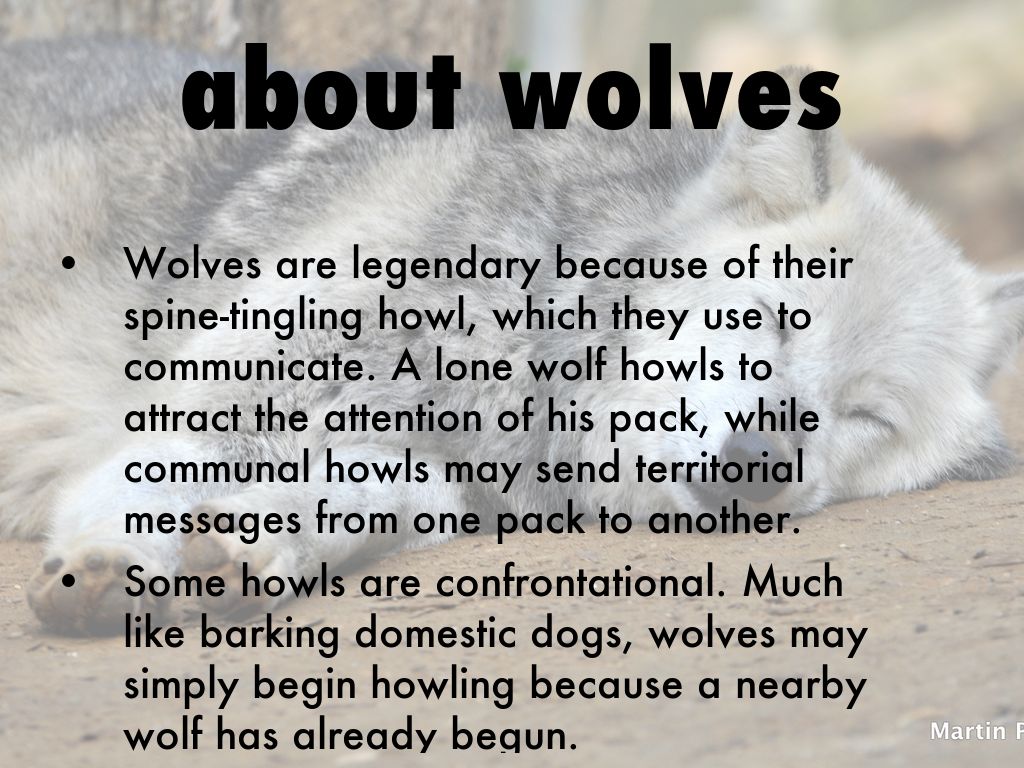 The Inspiring of Wolves by Shade Brans