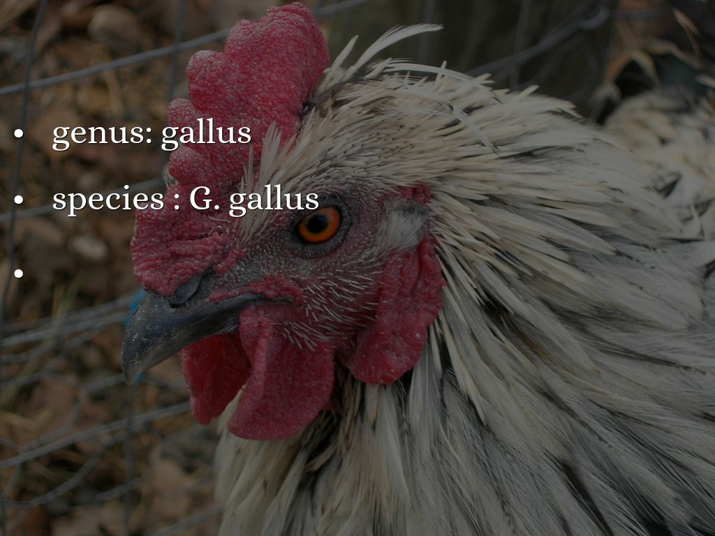 chickens by jquiggs28