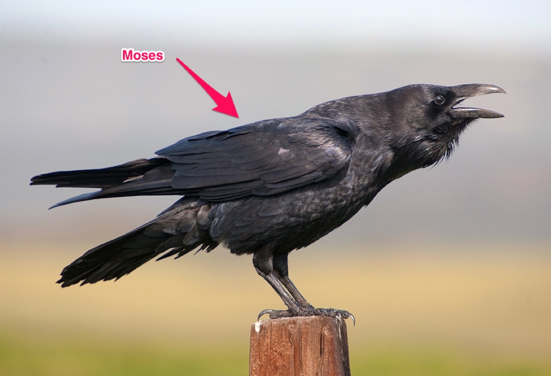 Raven From Animal Farm