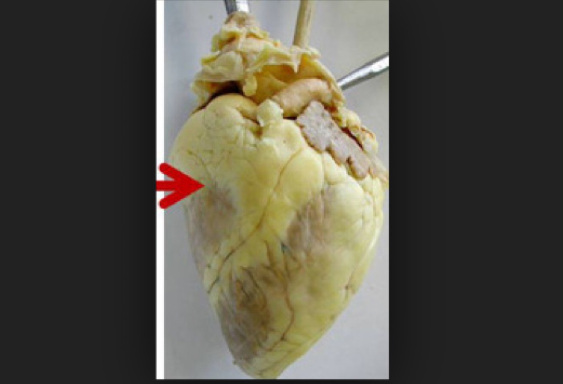 Sheep Heart Anterior View
