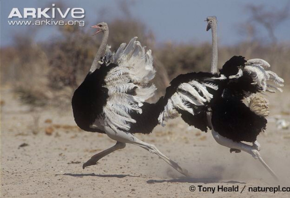 Cheetah Chasing Ostrich Meme