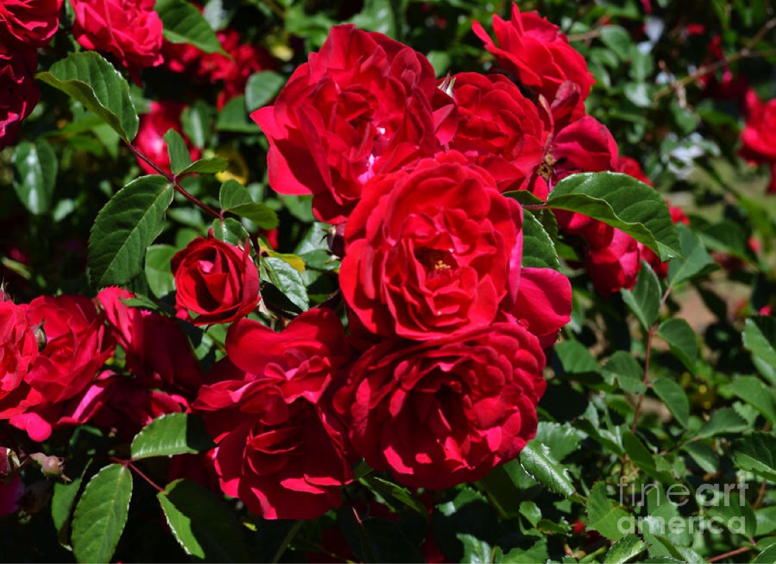 Scarlet Letter Rose
