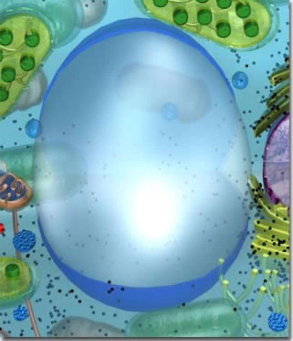 Central Vacuole Function In Plant Cell Quizlet Vacuoles Structure