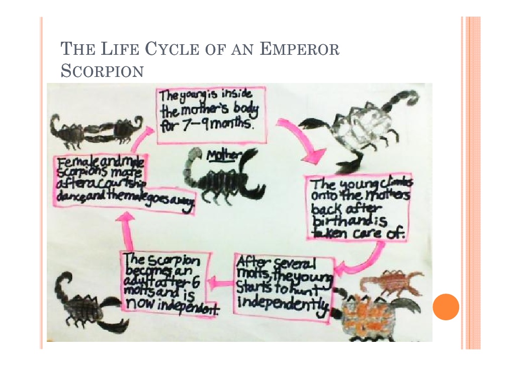 Scorpion Life Cycle