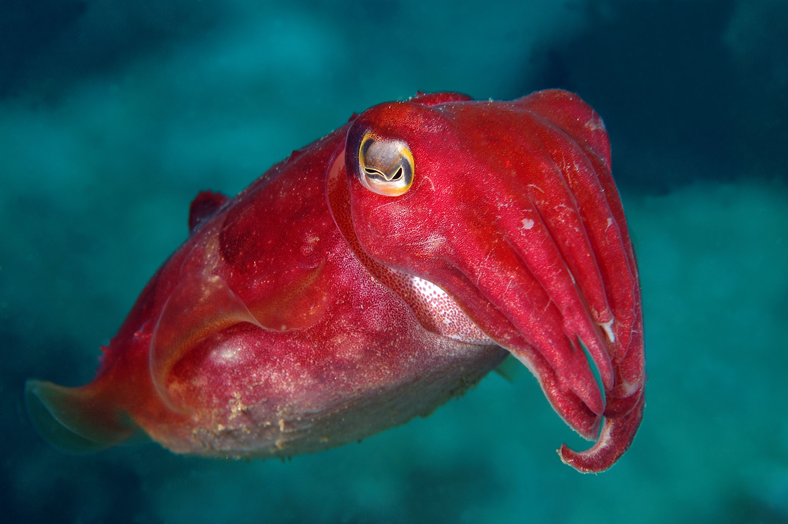 Angry Cuttlefish