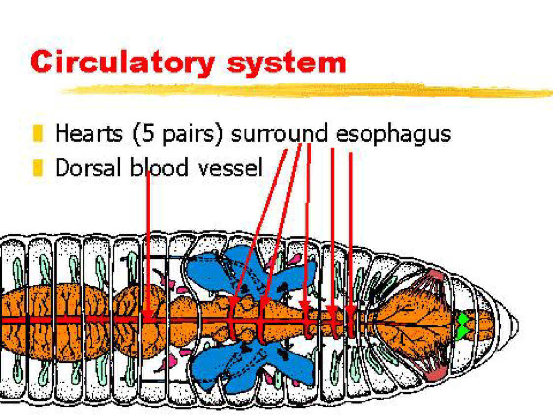 Earthworm Circulatory System