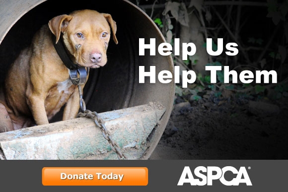 Sad Aspca Ads