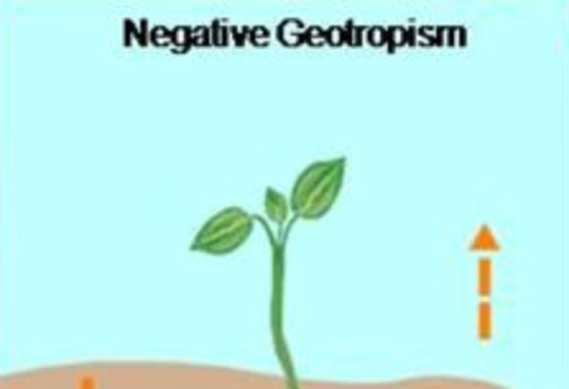 Plant Negative Tropism