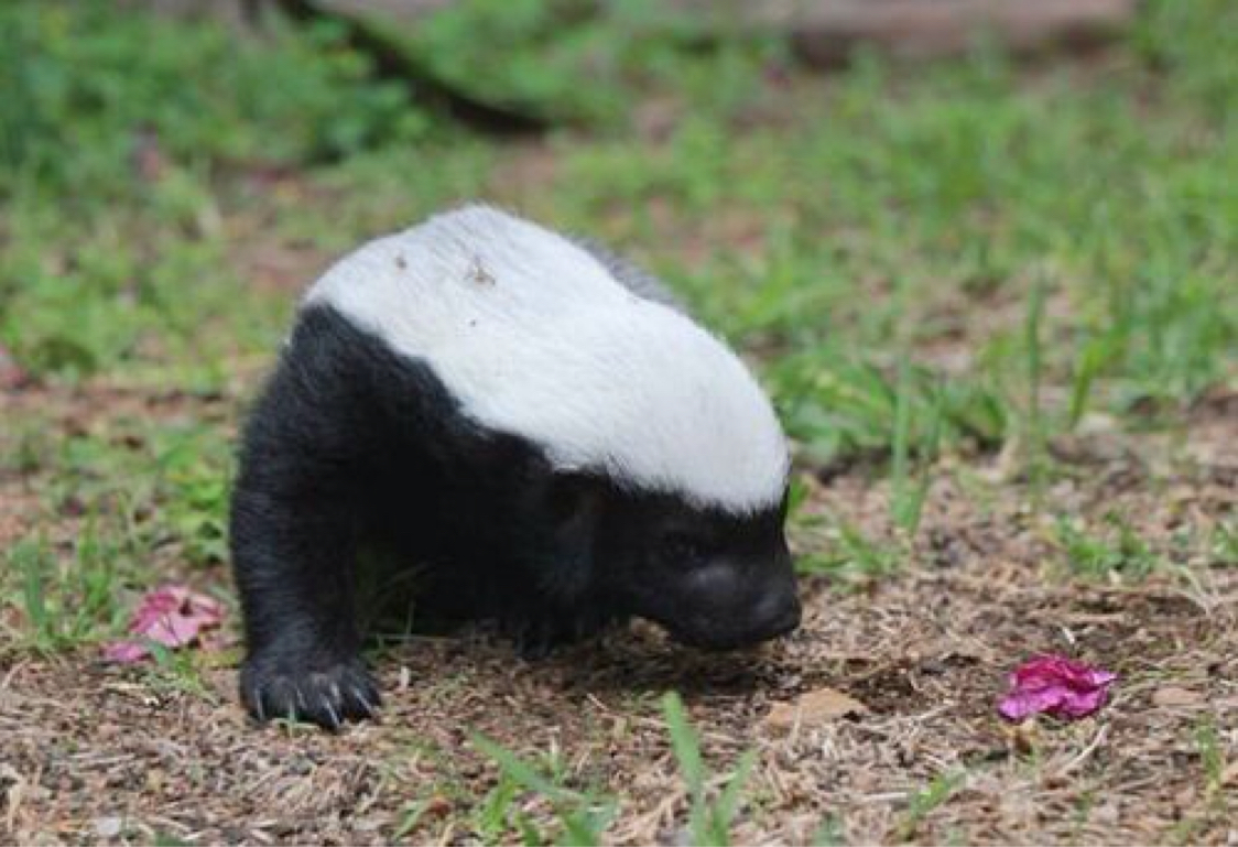 Cute Baby Honey Badger
