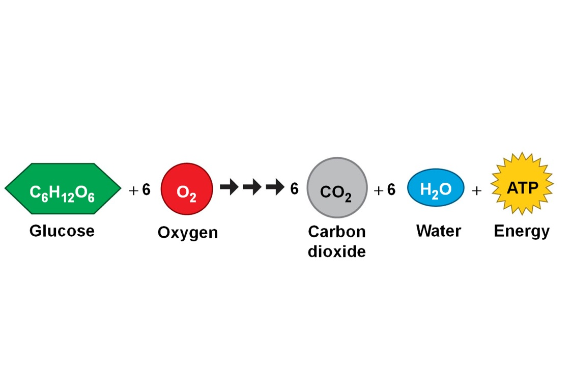 The Importance Of Water Carbon Dioxide Sugar And Oxygen, 59% OFF