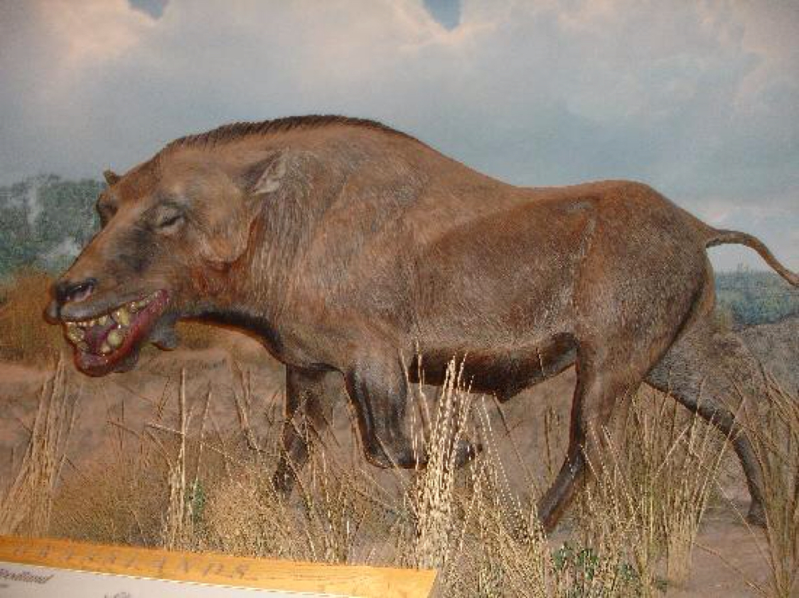 Andrewsarchus Hooves