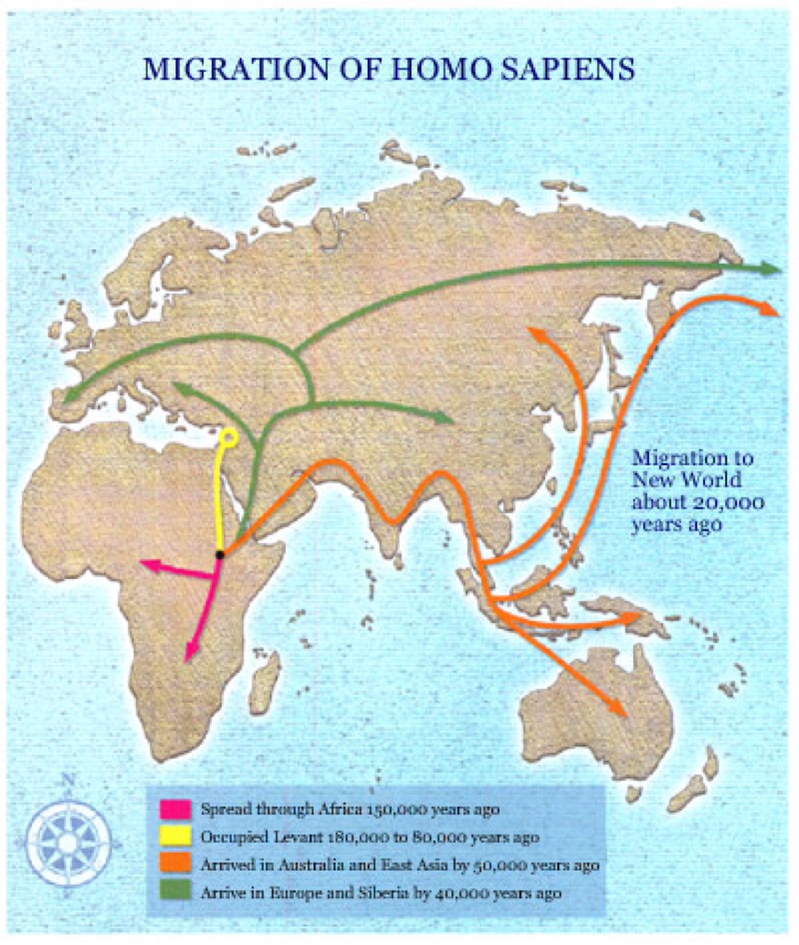 Homo Sapien Migration