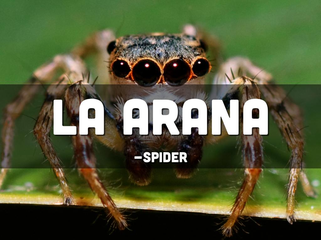 Unidad 1, Leccion 1 vocabulary - Spanish 3 by Kasey