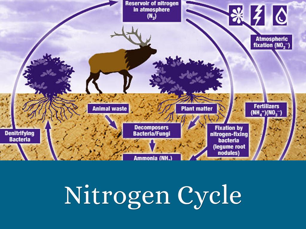 Biogeochemical Cycles Bioninja Nitrogen Cycle Soil Soil Organisms
