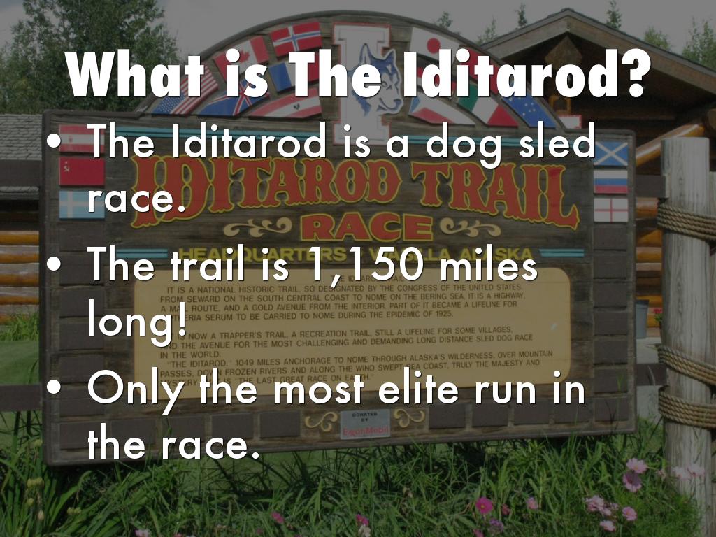 Iditarod by Conor Considine