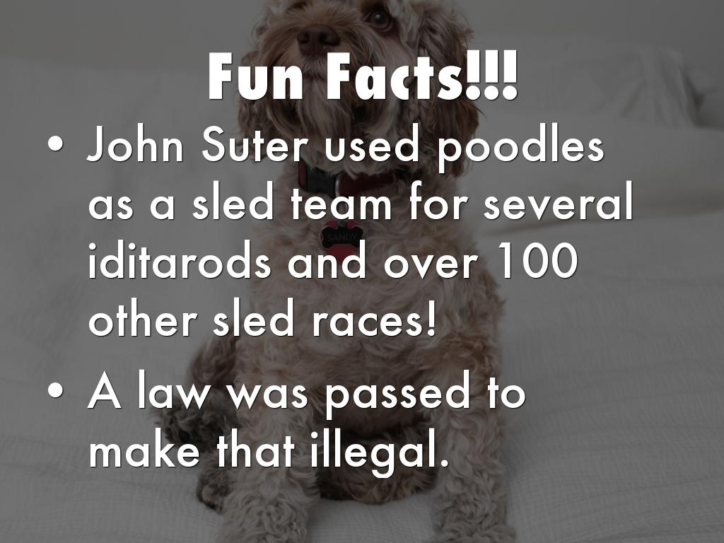 Iditarod by Conor Considine