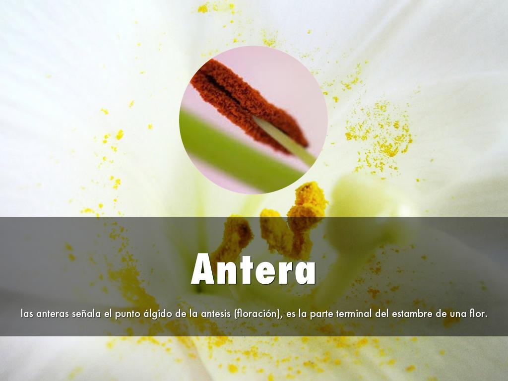 Partes de la flor by Lineth Marcela Lopez Serrano