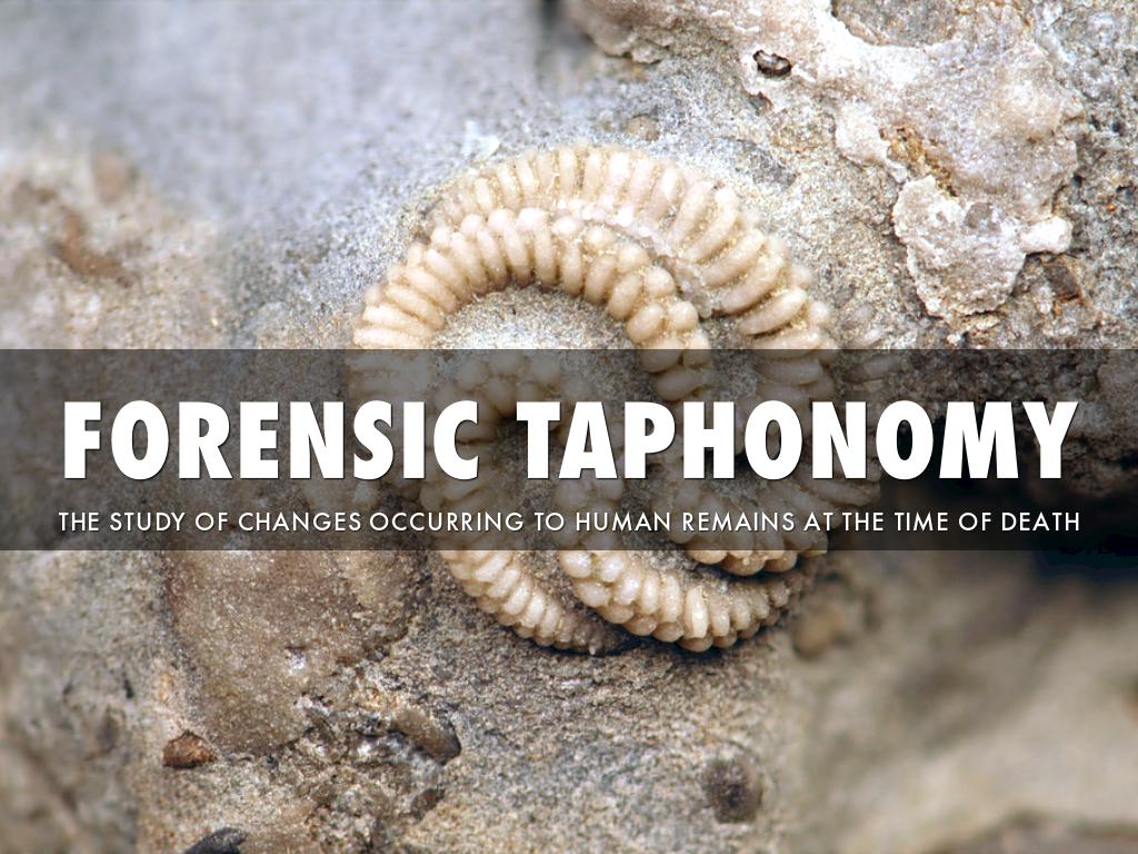 Forensic Anthropologist By Foster Straub by Christy