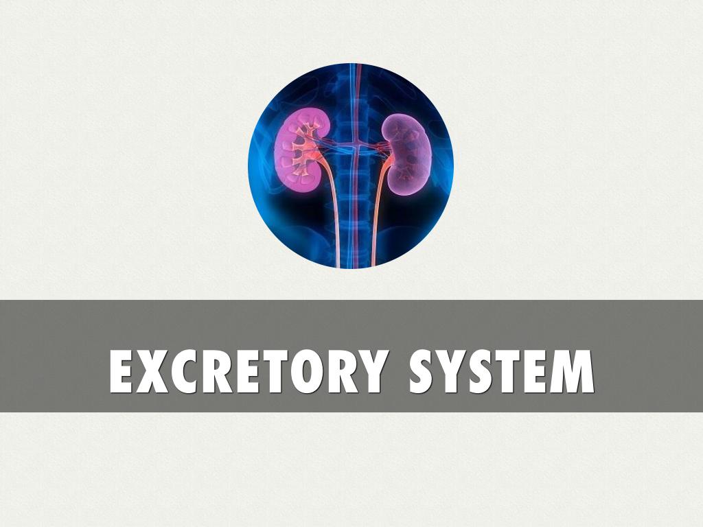 EXCRETORY SYSTEM by Jude Dela Cruz