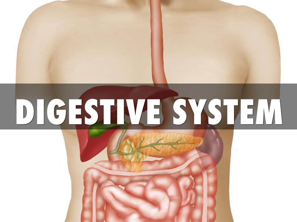 Body System by Joua Xiong