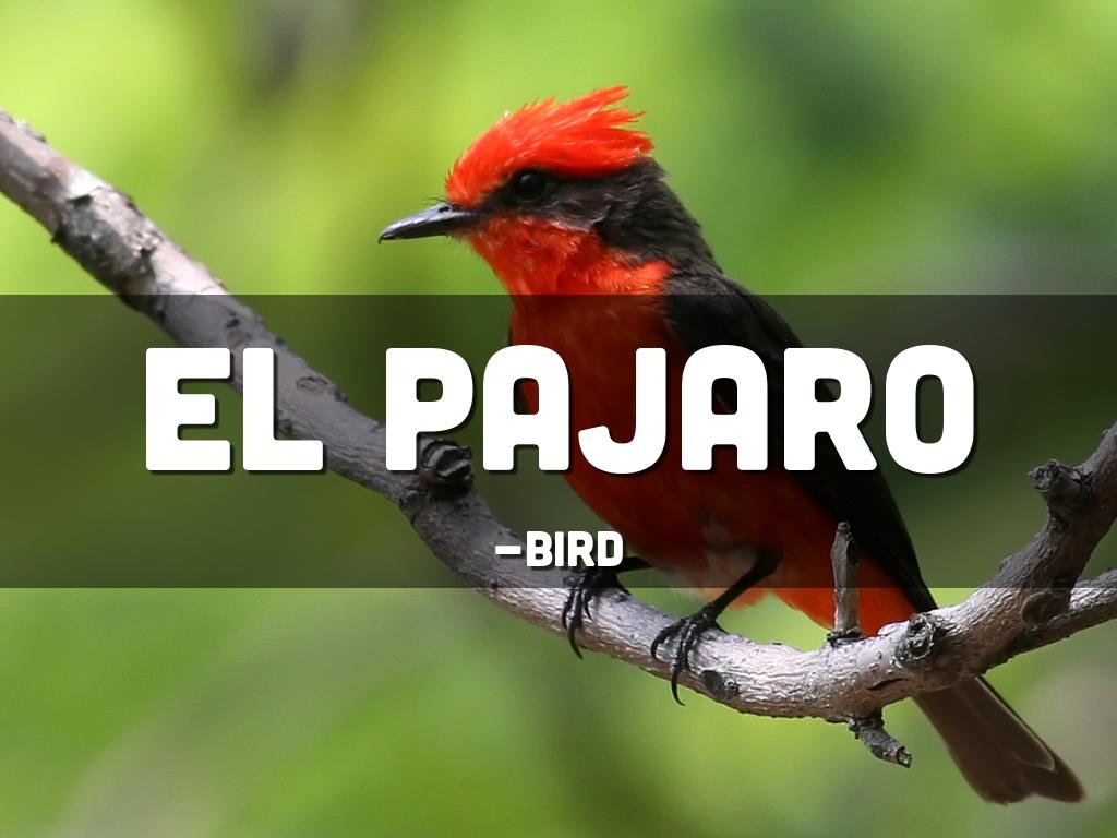 Unidad 1, Leccion 1 vocabulary - Spanish 3 by Kasey