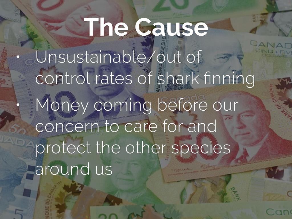 Shark Finning by Jessica Sok