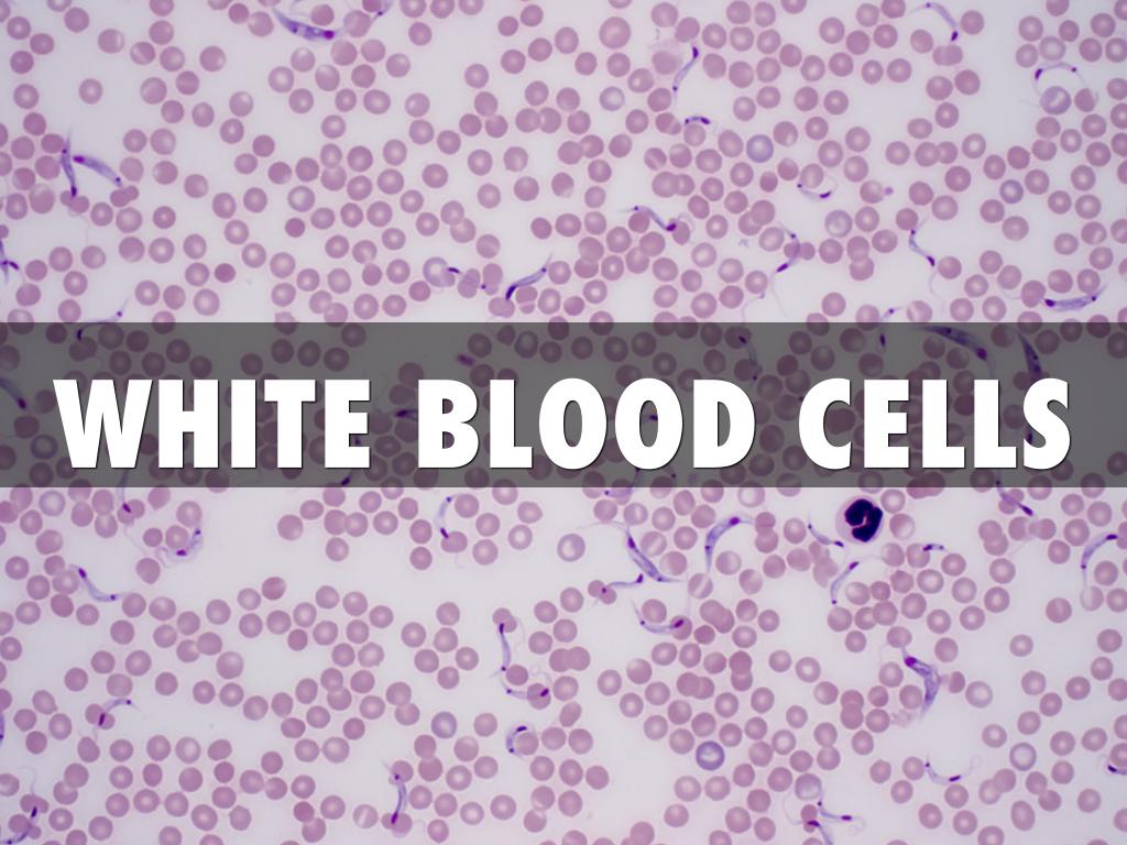 Body System by Joua Xiong