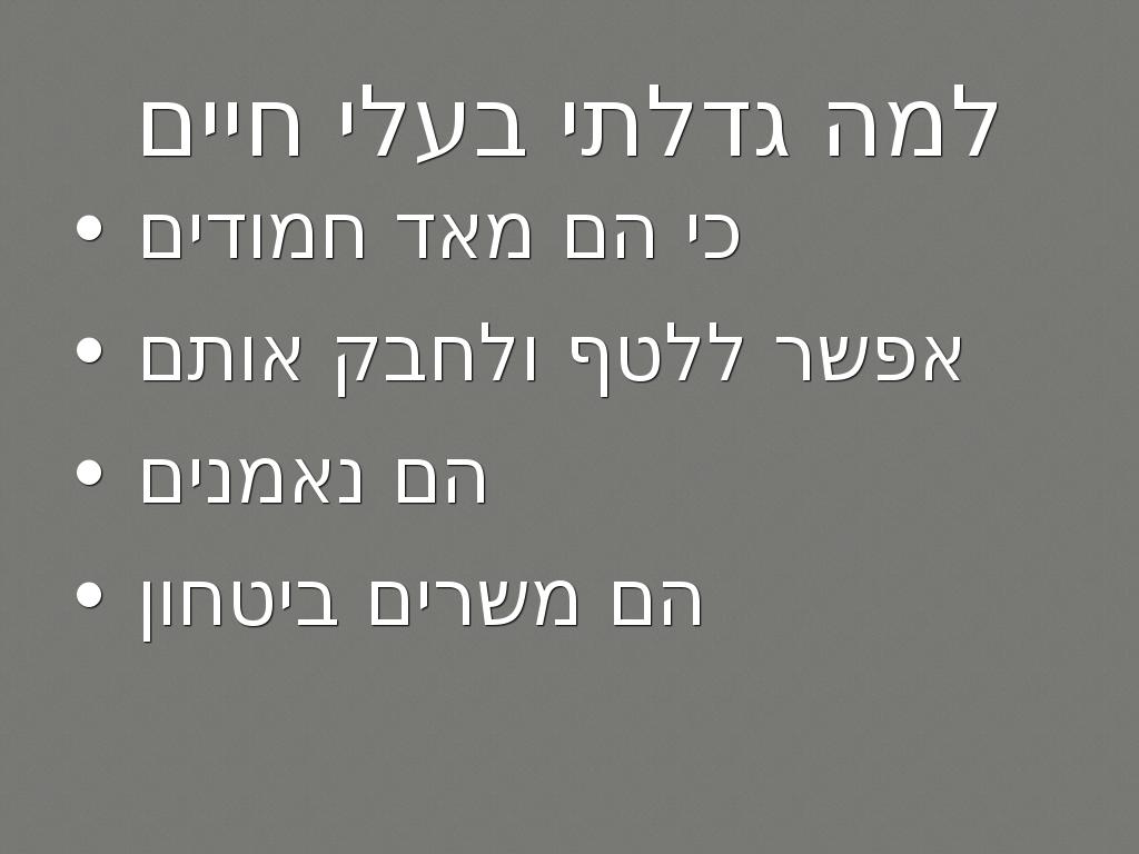 בעלי חיים by Rachel Fish