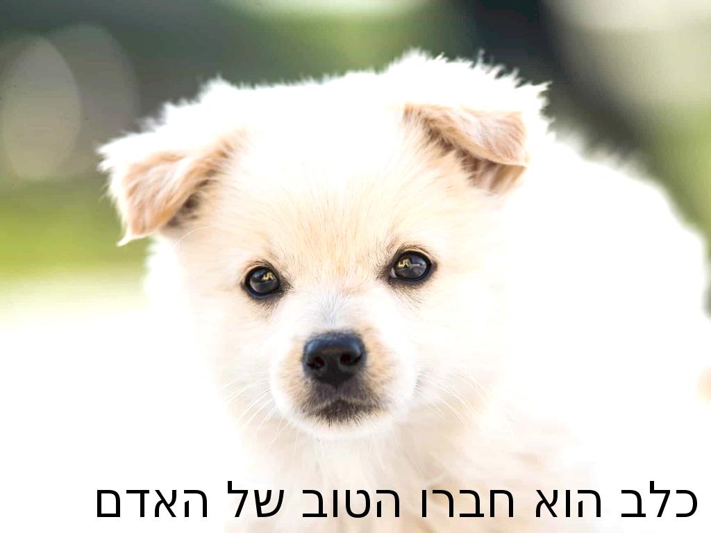 בעלי חיים by Rachel Fish