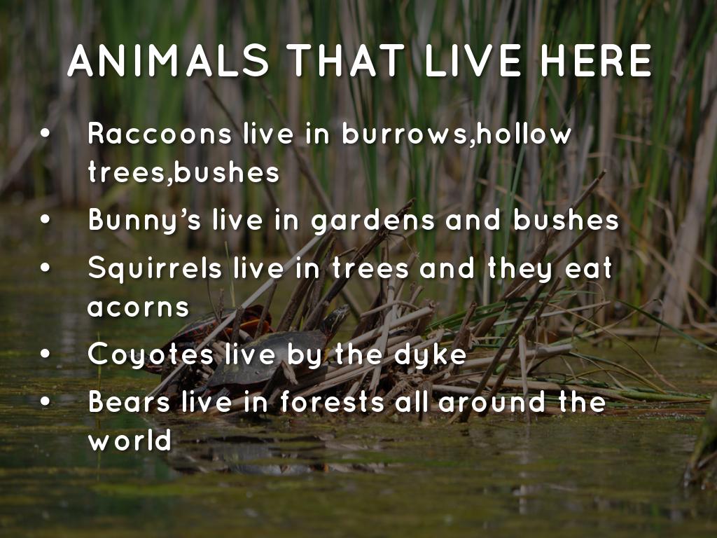 Haiku Deck In Action by Samantha Davis