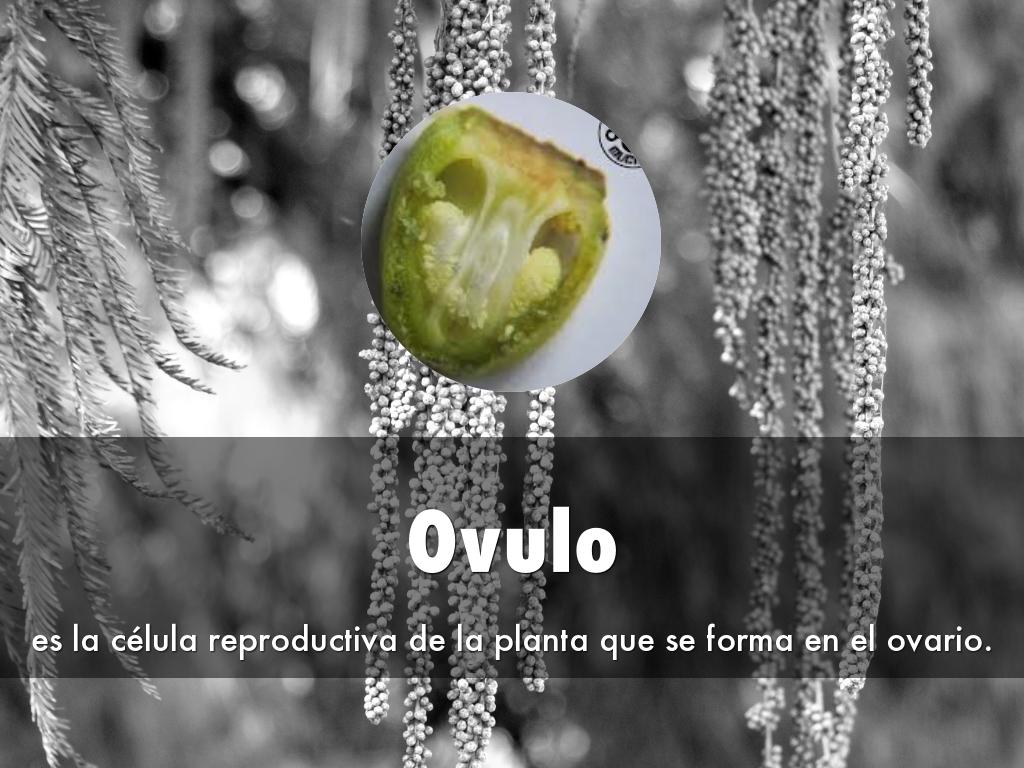 Partes de la flor by Lineth Marcela Lopez Serrano