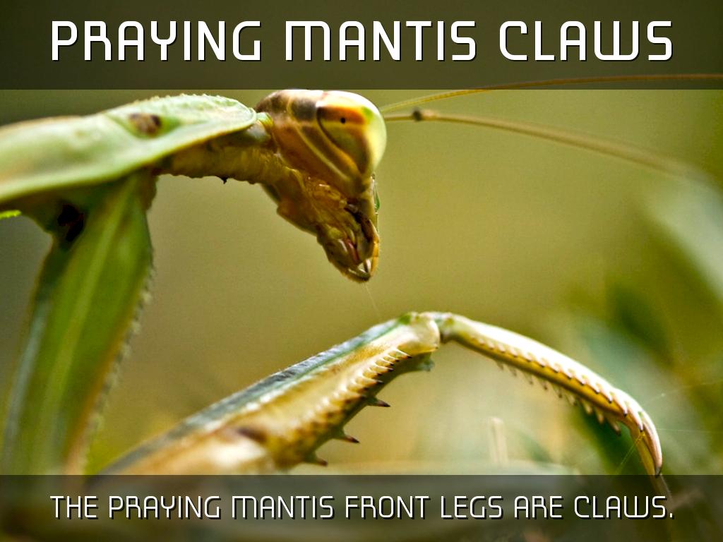 My Imaginary Insect by Mary Coburn