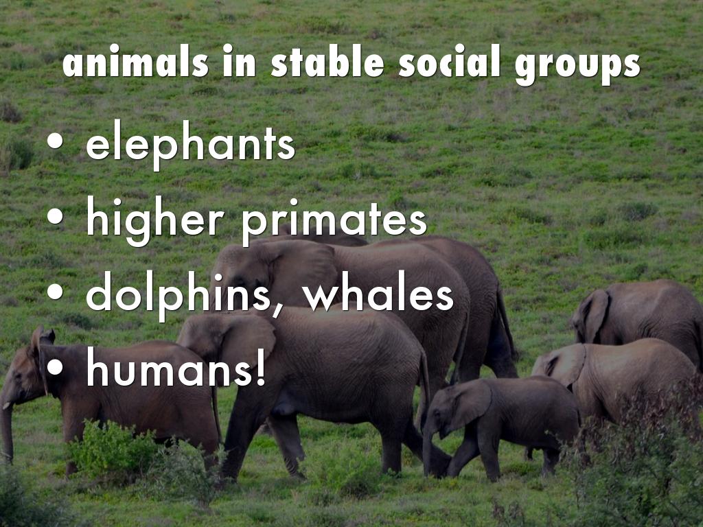 Why we socialize by Helen Anderson
