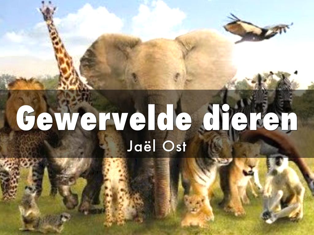 Gewervelde dieren E-learning by Jaël Ost