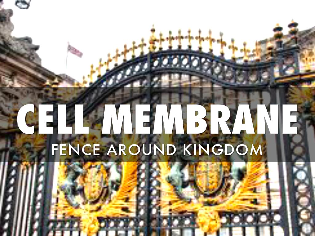 Cell Analogy by Rory Hamitin