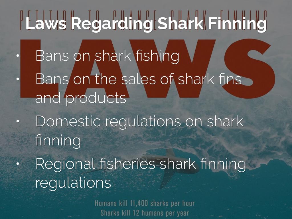 Shark Finning by Jessica Sok