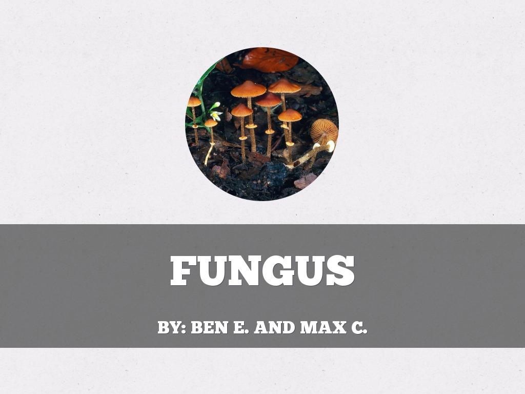 Fungus by max.creamer03