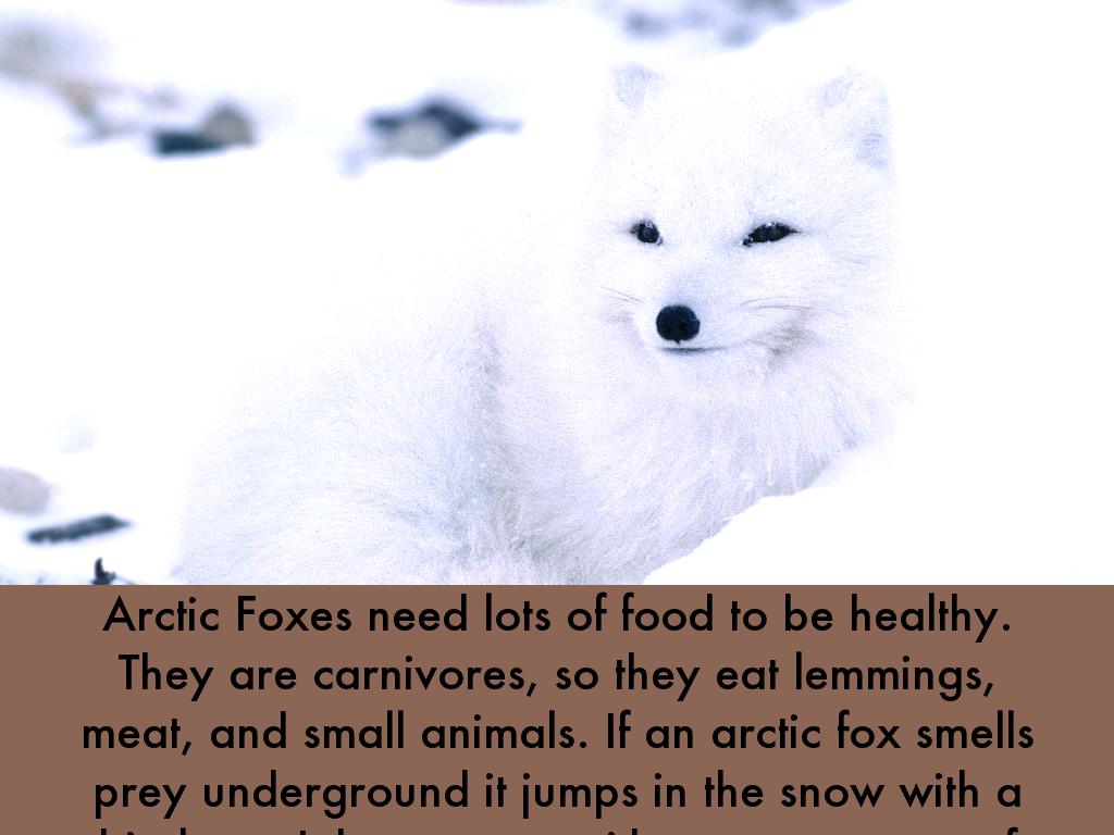 Arctic Foxes by Trill Schroeder
