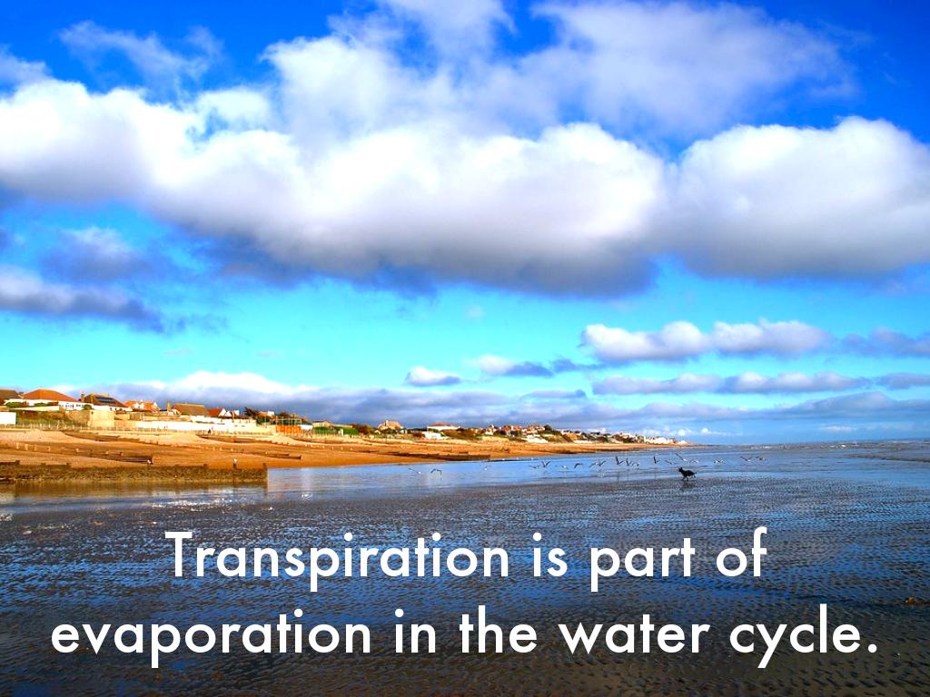 Transpiration by Vanessa Huynh