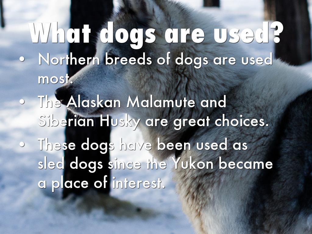 Iditarod by Conor Considine