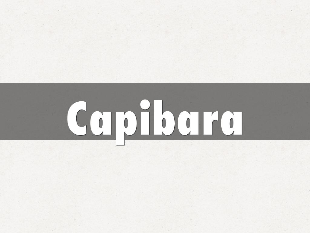 Capibaras by alesk7vk
