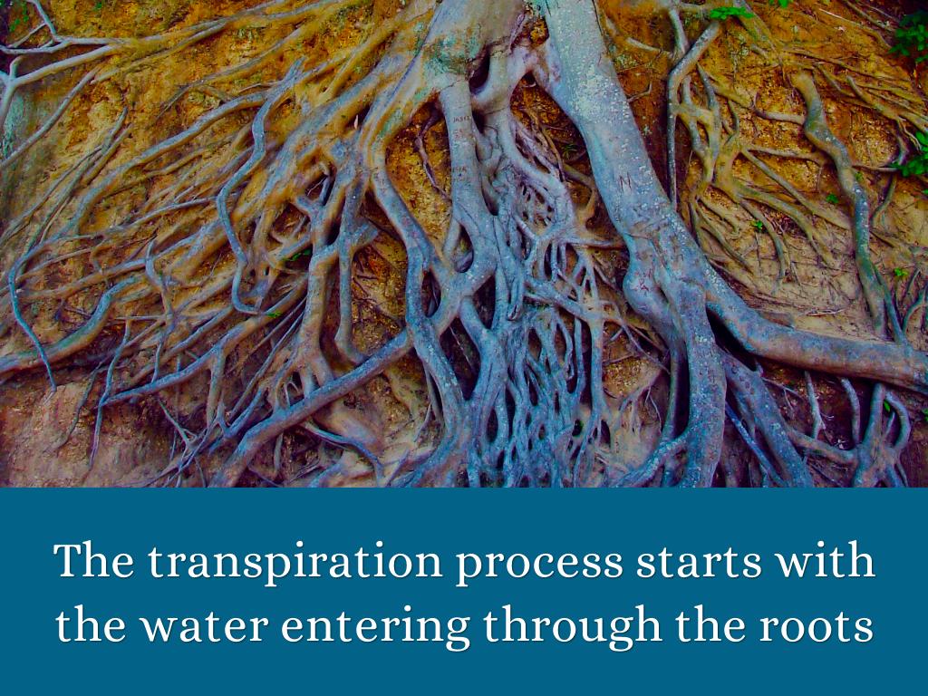 Transpiration by Ja’Ney Velazquez