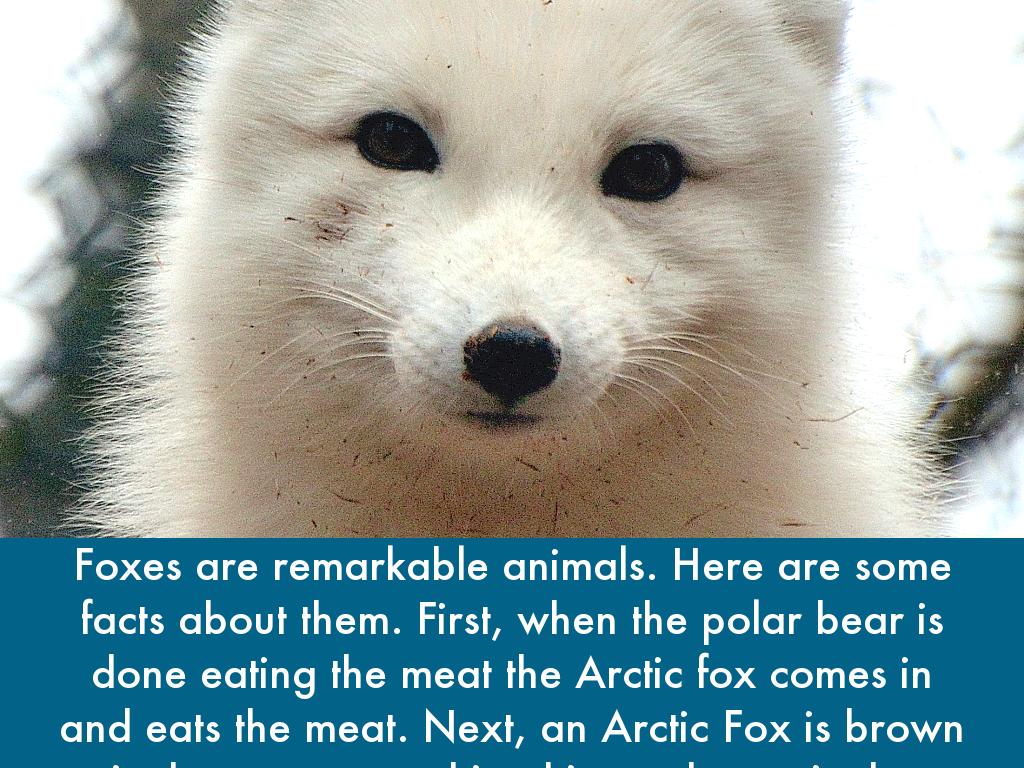 Arctic Foxes by Trill Schroeder