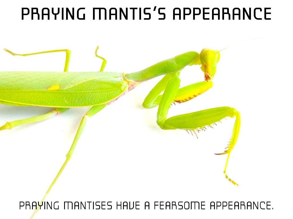 My Imaginary Insect by Mary Coburn