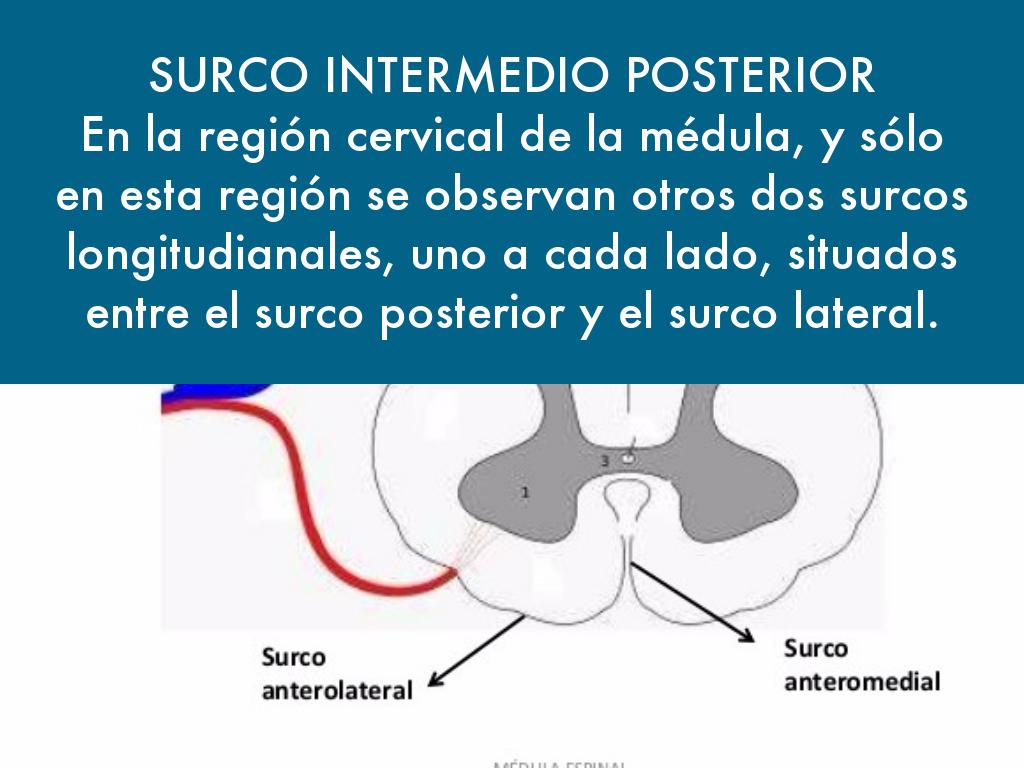 MÉDULA ESPINAL by kerlycarolina12